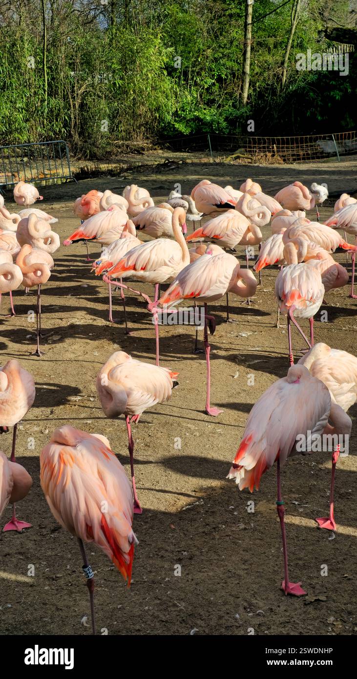 A vibrant and captivating scene depicting a large group of stunning ...