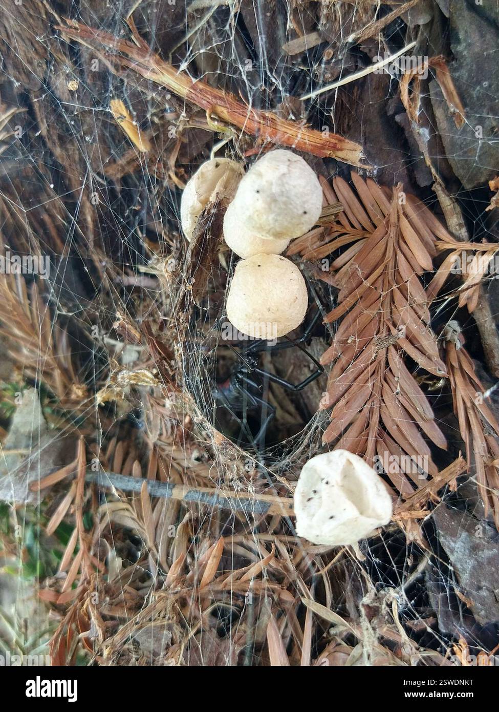 Western Black Widow (Latrodectus hesperus), Arachnida, Turlock, CA, US ...