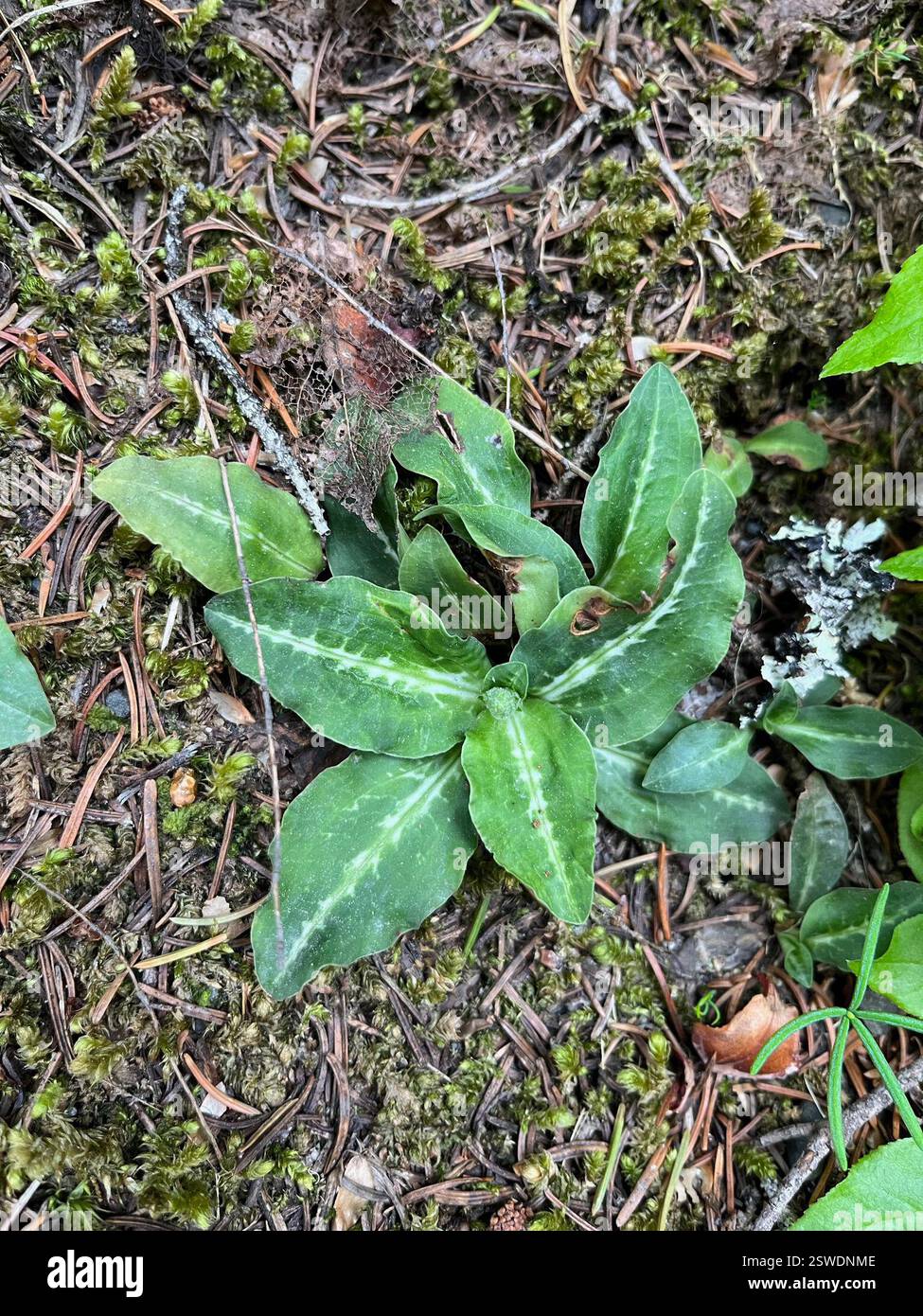 Western Rattlesnake Plantain (Goodyera oblongifolia), Plantae, Okanagan ...