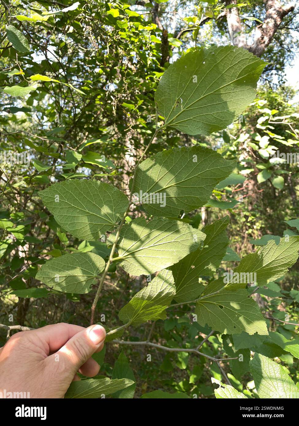 netleaf hackberry (Celtis reticulata), Plantae, Meador Grove Rd, Moody ...