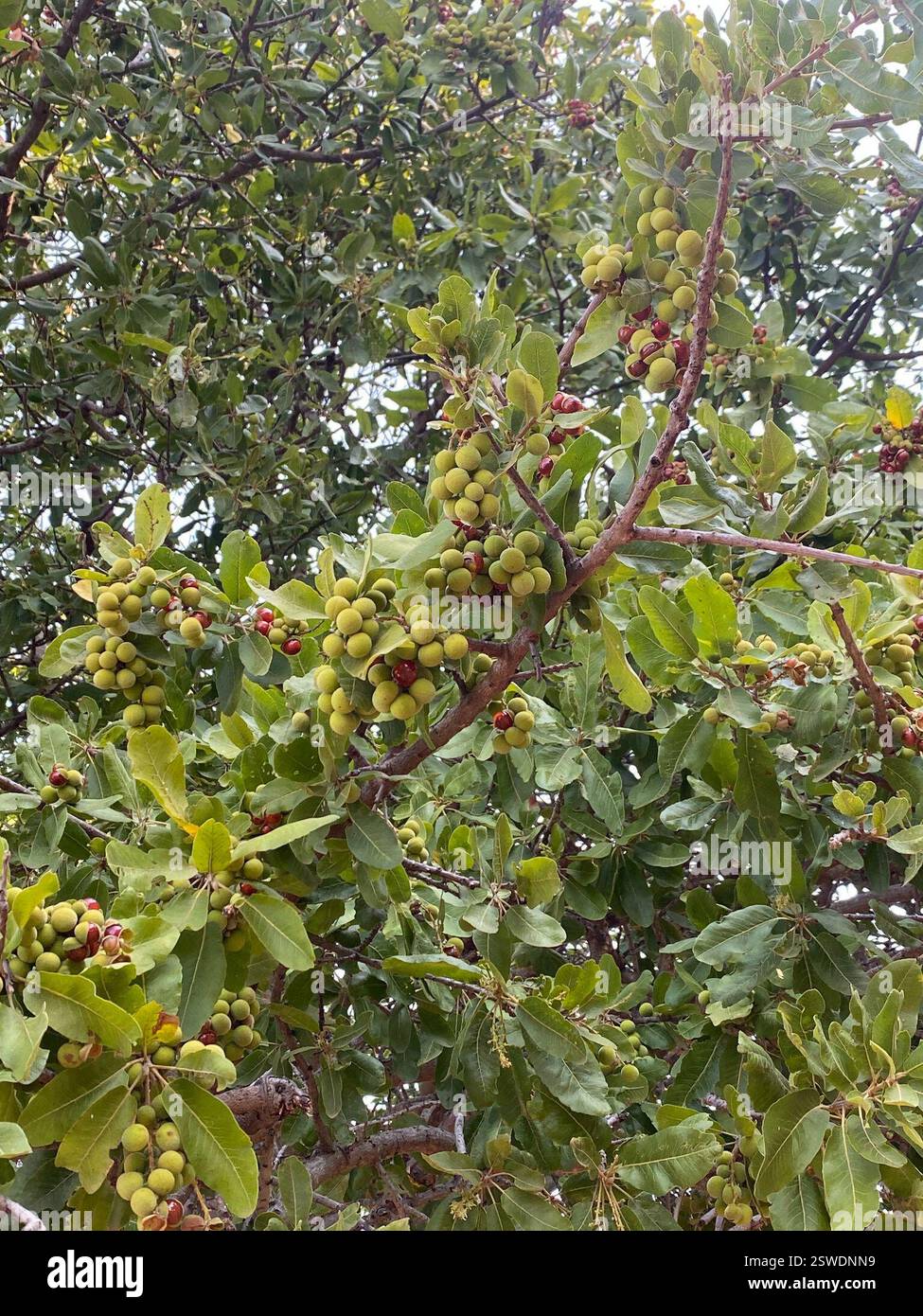 Jacket plum (Pappea capensis), Plantae, University of Limpopo ...