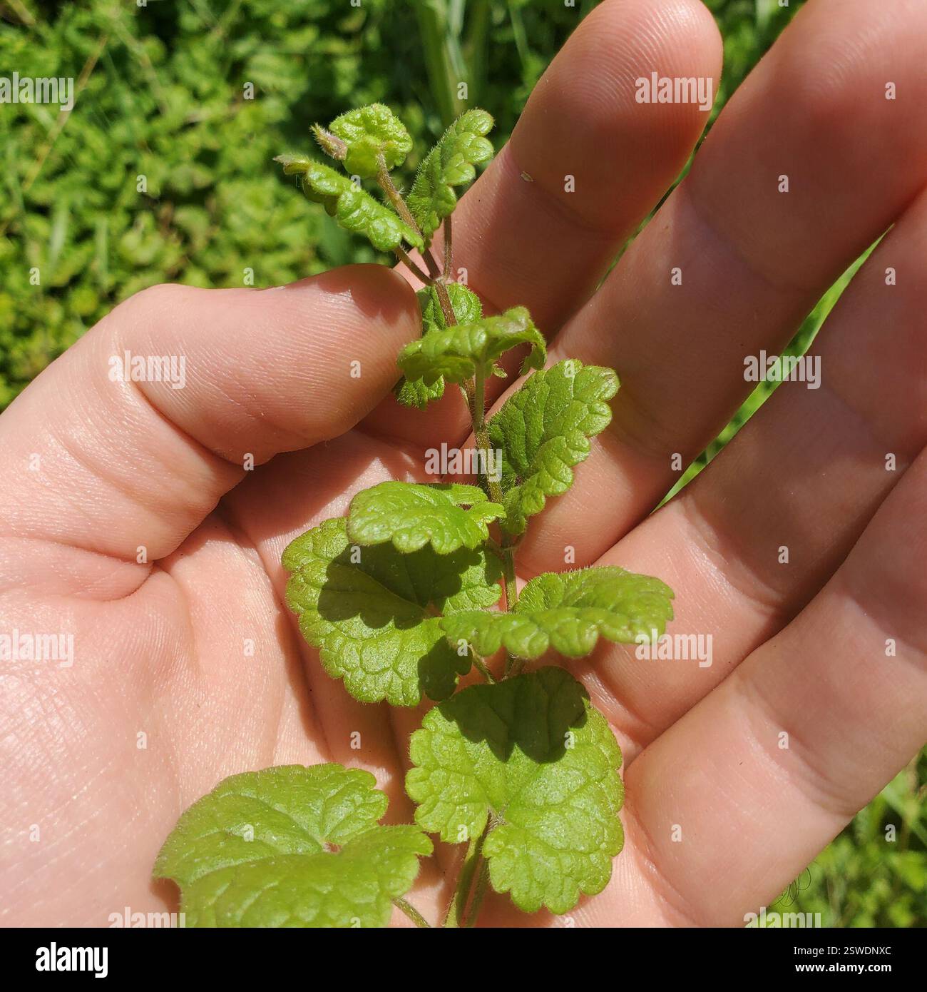 mint family (Lamiaceae), Plantae, Leicestershire, UK Stock Photo - Alamy