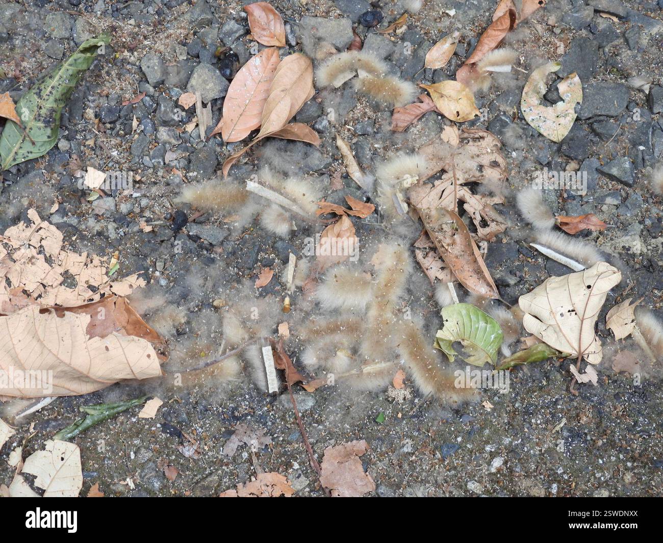 Balsa Tree (Ochroma pyramidale), Plantae, Panama Stock Photo - Alamy