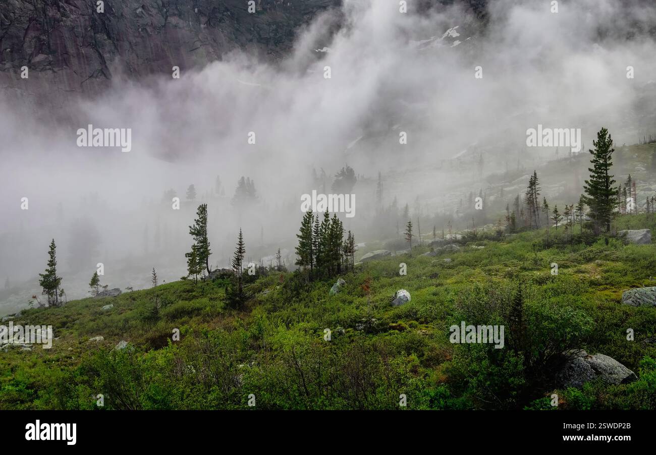 Atmospheric forest landscape with coniferous trees in low clouds Stock ...