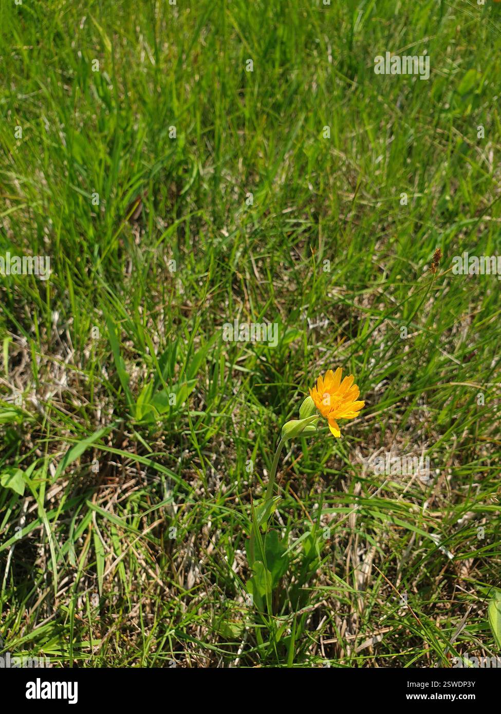 Two-flower Dwarf-dandelion (Krigia biflora), Plantae, Stuartburn, MB ...