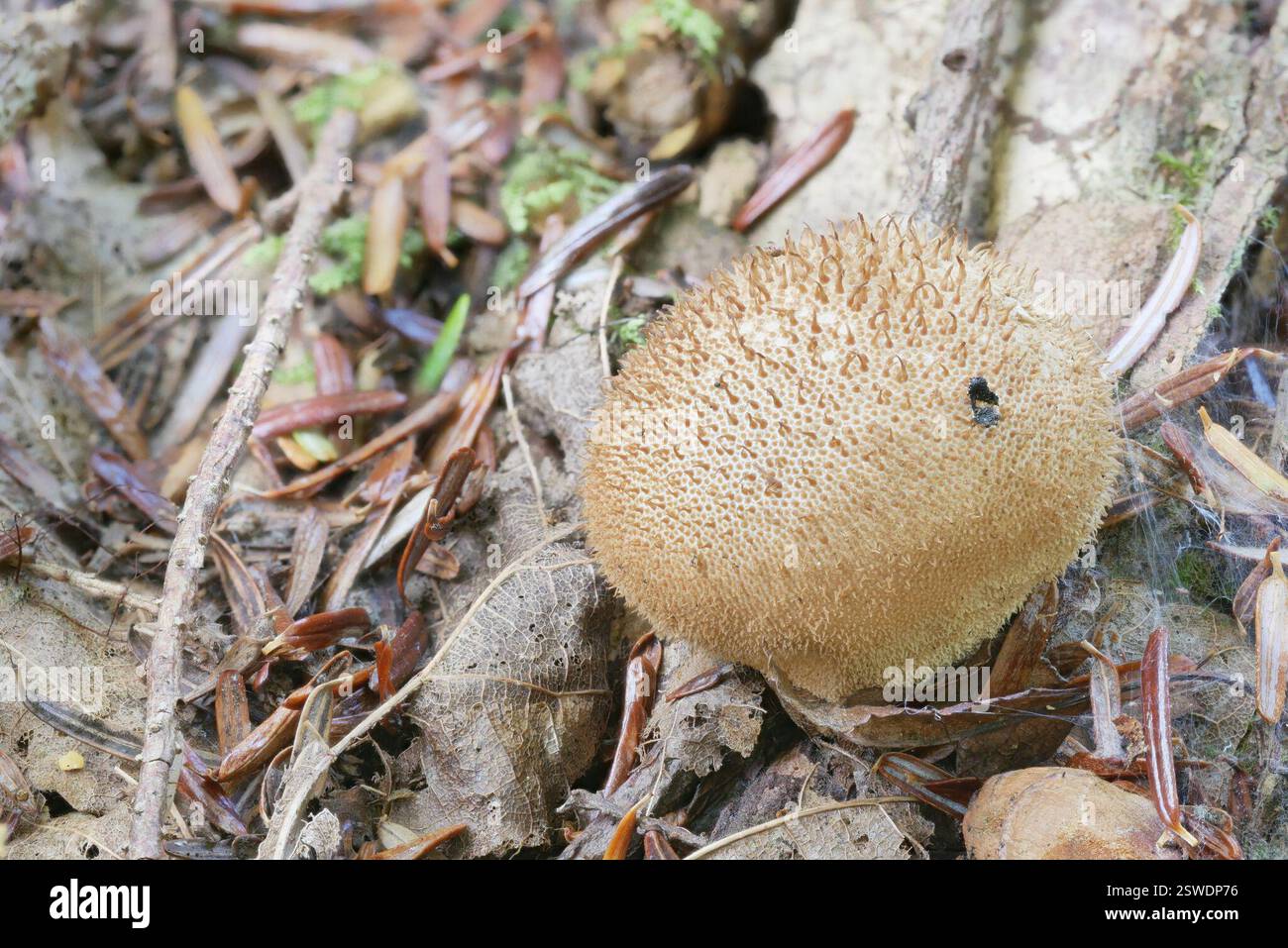 Curtis's Puffball (Lycoperdon curtisii), Fungi, Stony Brook State Park ...
