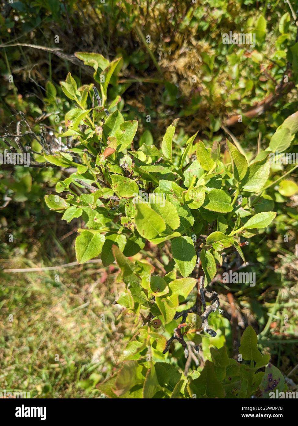 common bilberry (Vaccinium myrtillus), Plantae, Newton Abbot TQ13 7TT ...