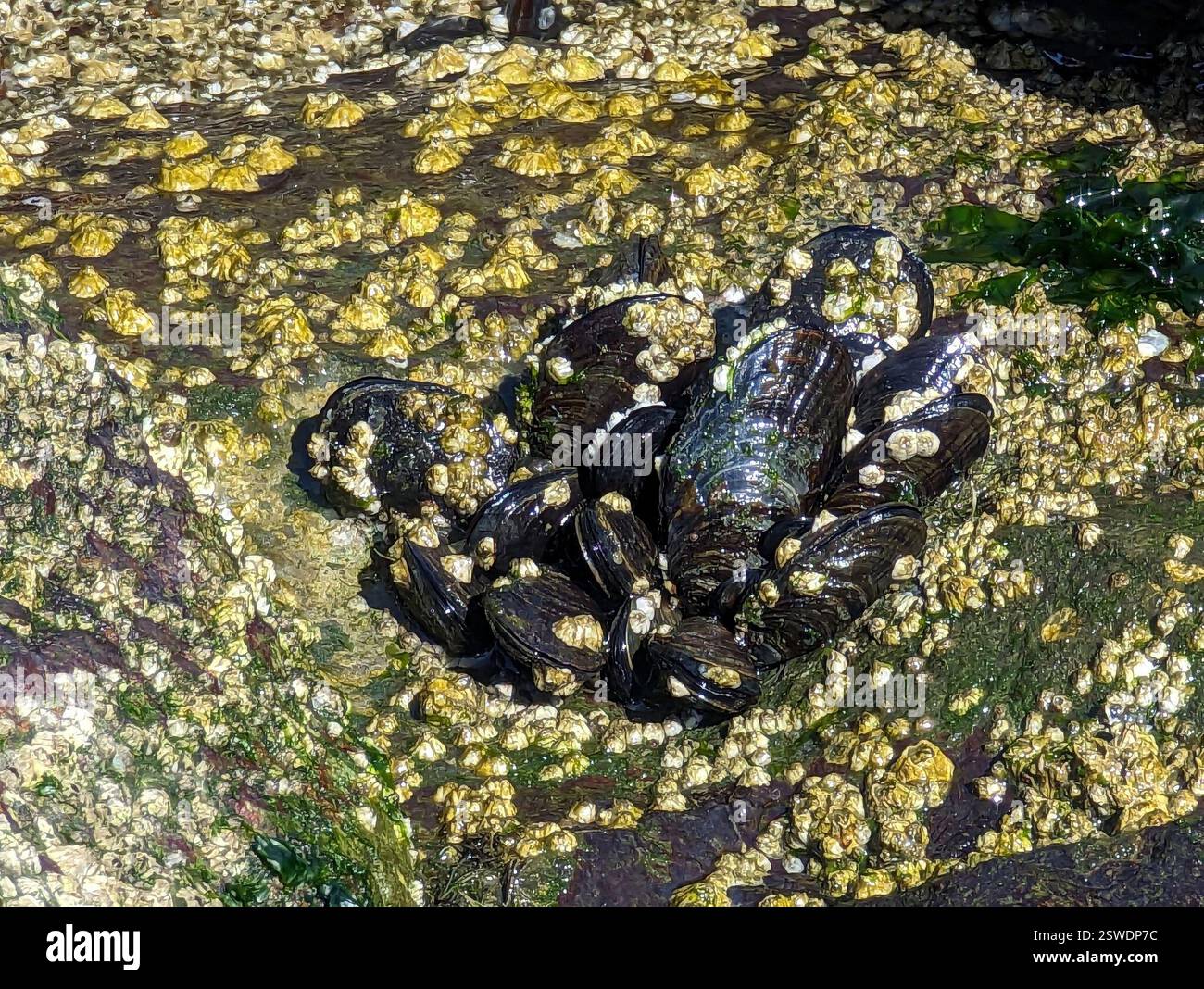 California Mussel (Mytilus californianus), Mollusca, Sausalito, CA ...