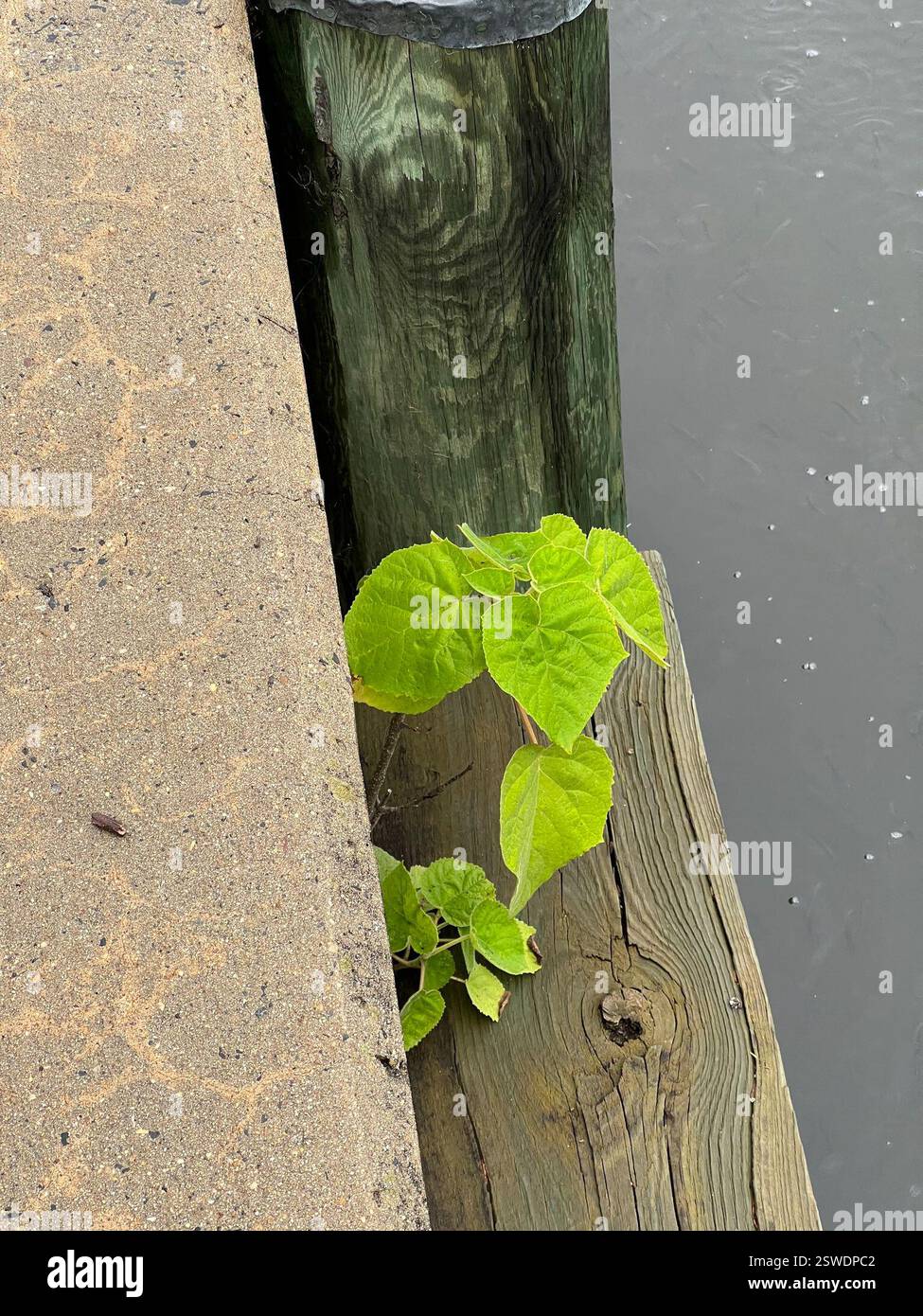 princess tree (Paulownia tomentosa), Plantae, Thames St, Baltimore, MD ...