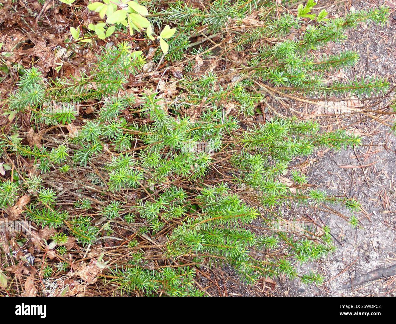 pink mountainheath (Phyllodoce empetriformis), Plantae, West Vancouver ...