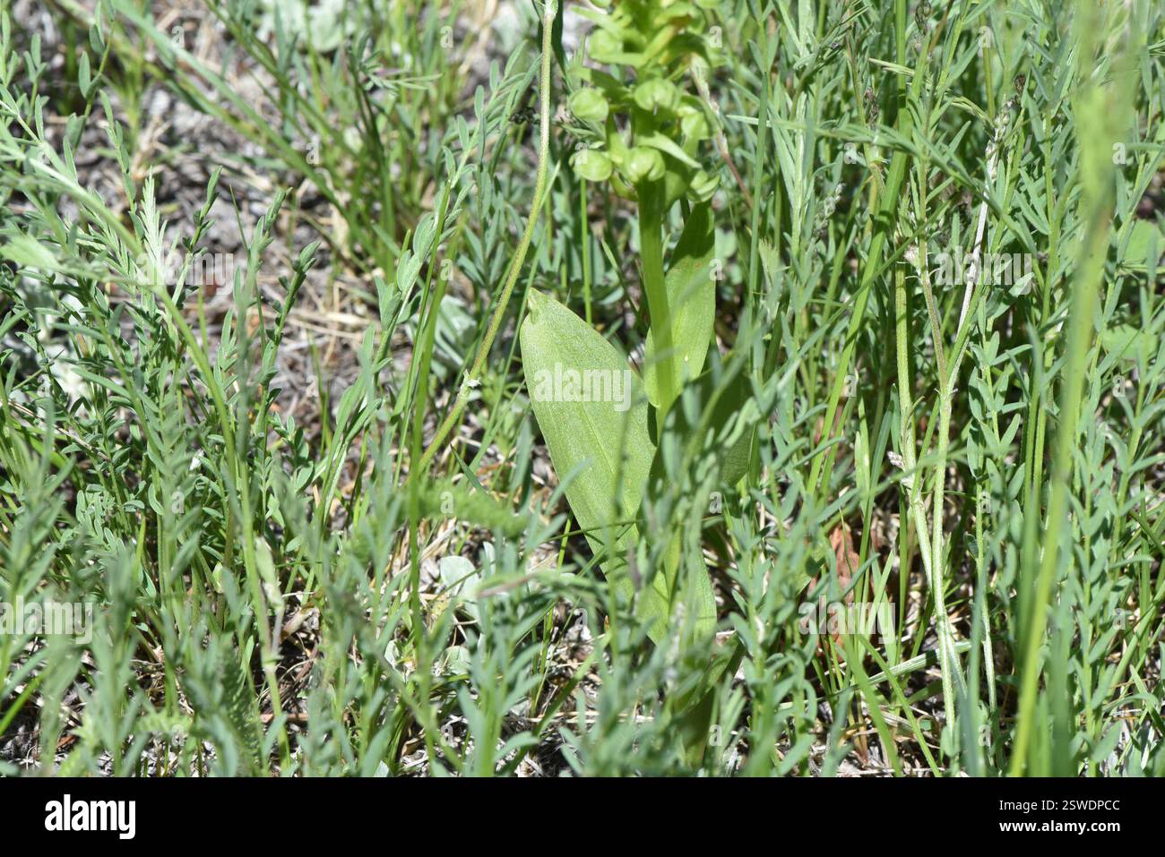 Frog Orchid (Dactylorhiza viridis), Plantae, Thompson-Nicola, British ...