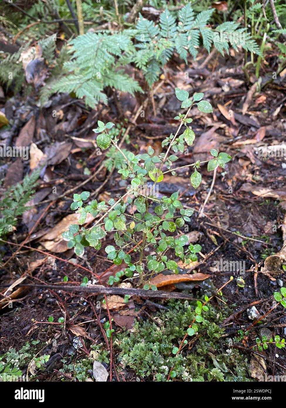 Twiggy coprosma (Coprosma rhamnoides), Plantae, Conservation Area ...