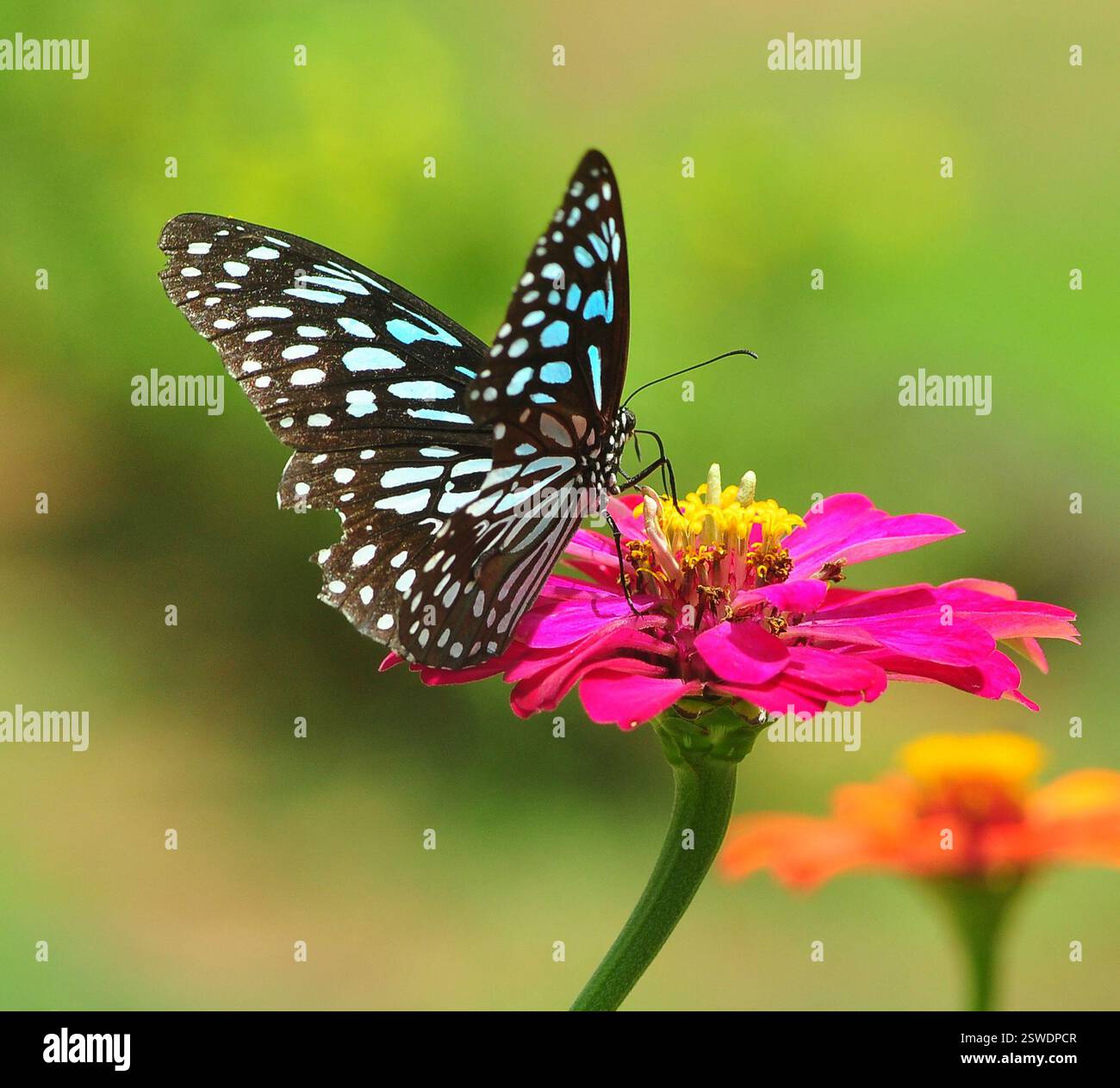 Dark Blue Tiger (Tirumala septentrionis), Insecta, Thrippunithura ...