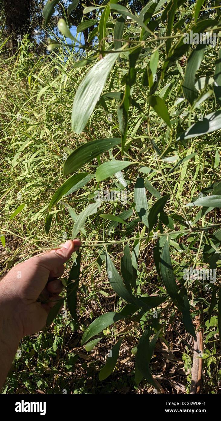 wattles (Acacia), Plantae, Clarence Valley- Coast, AU-NS, AU, Growing ...