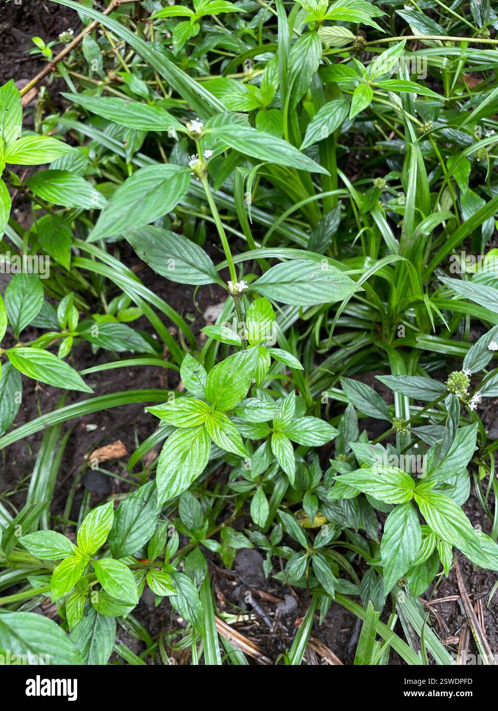 And woodland hi hi-res stock photography and images - Alamy
