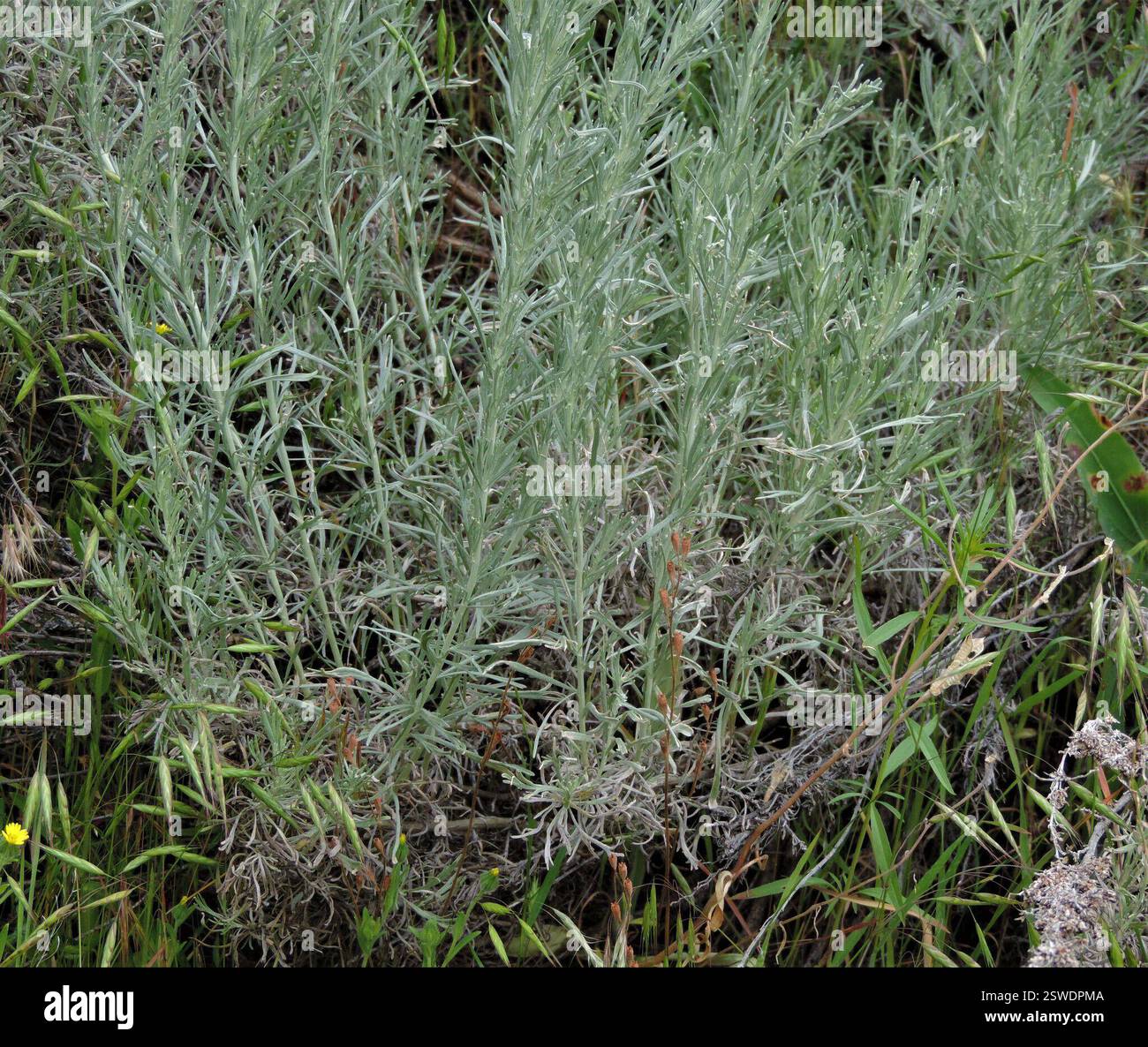 Threetip Sagebrush (Artemisia tripartita), Plantae, Okanagan ...