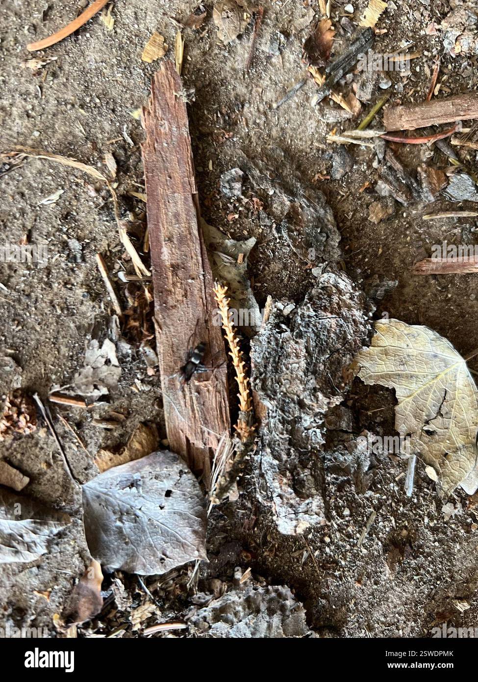 Common Patterned Ant-mimic Ground Spider (Sergiolus montanus ...
