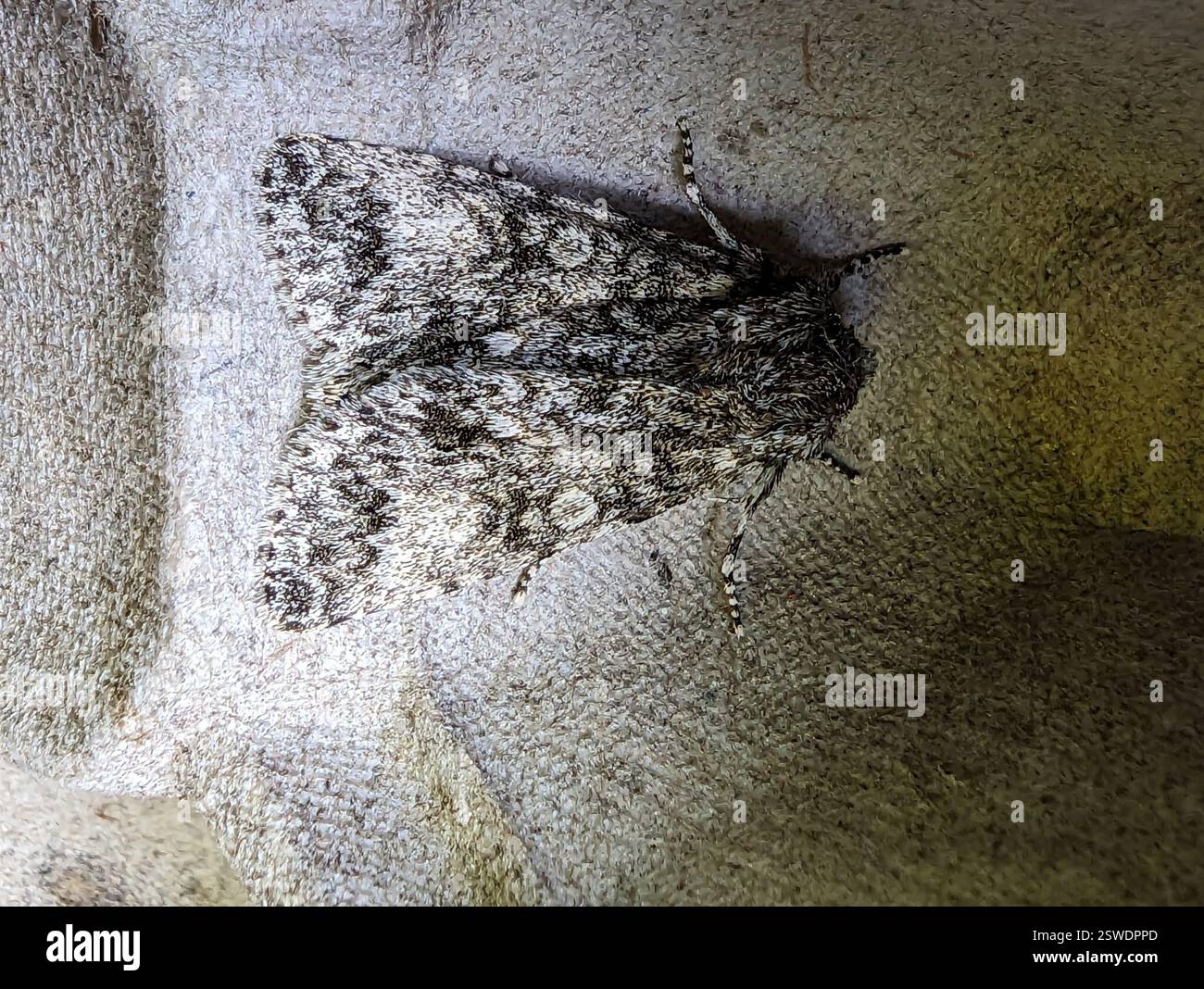 Poplar Grey (Acronicta megacephala), Insecta, Lingwood, Norwich NR13 ...