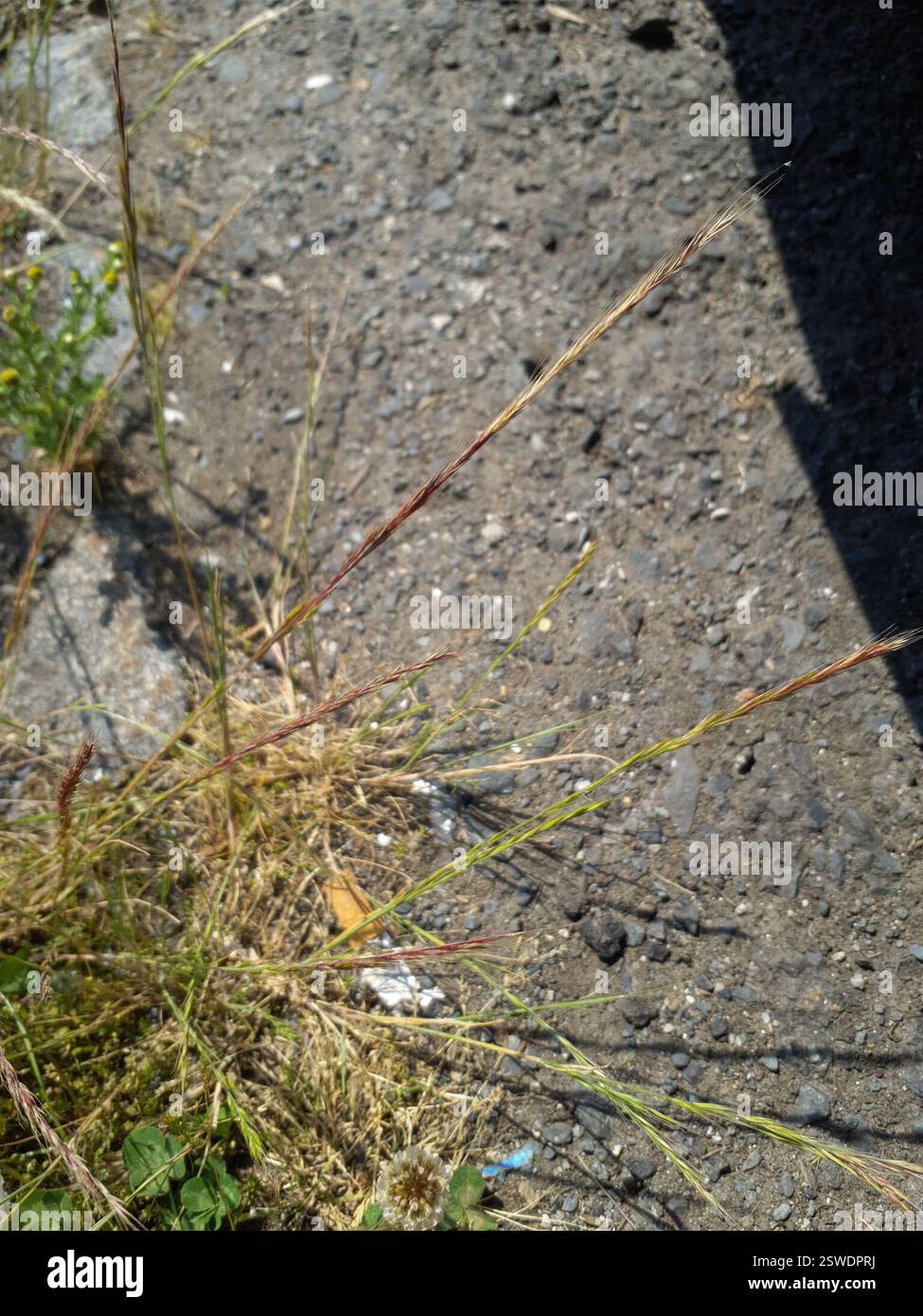 rattail sixweeks grass (Festuca myuros), Plantae, Klatovy, Kozak, 339 ...