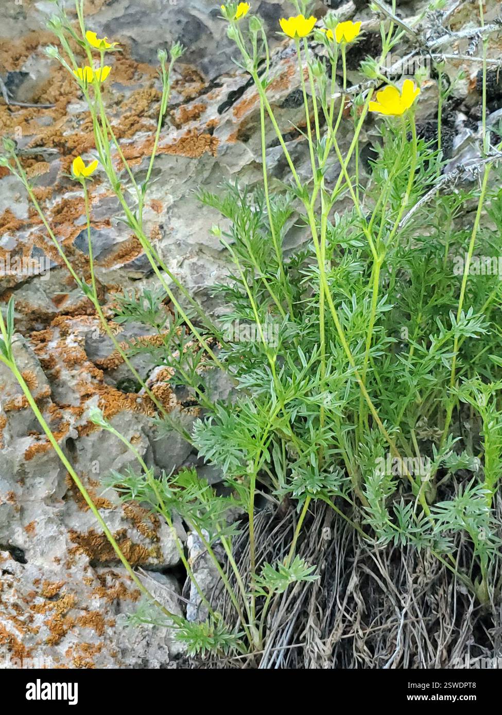 cinquefoils (Potentilla), Plantae, Fergus County, MT, USA Stock Photo ...