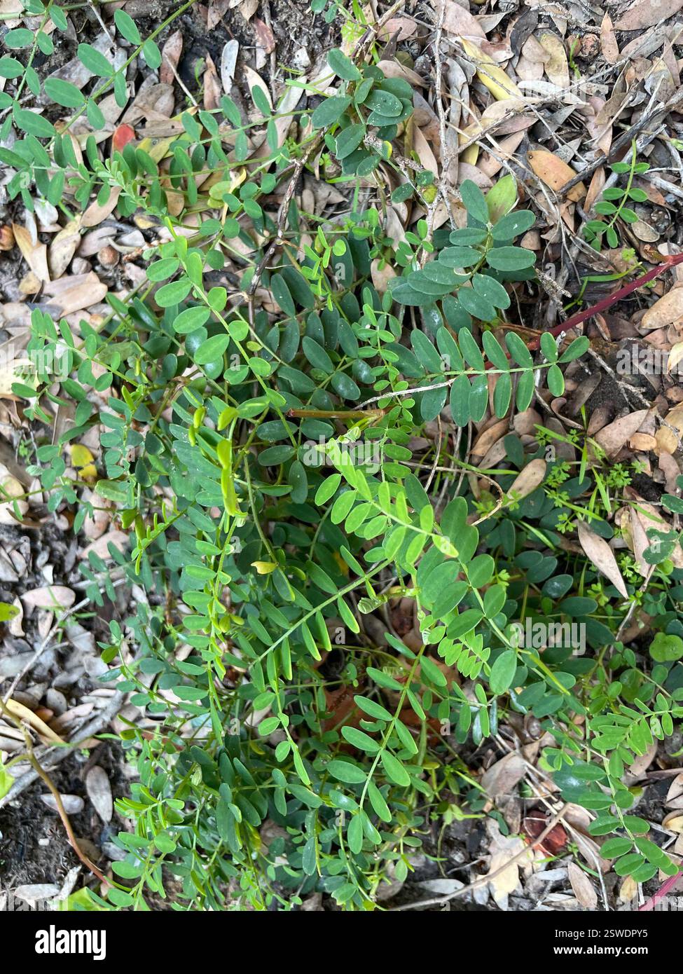 coast Swainson-pea (Swainsona lessertiifolia), Plantae, Wilsons ...