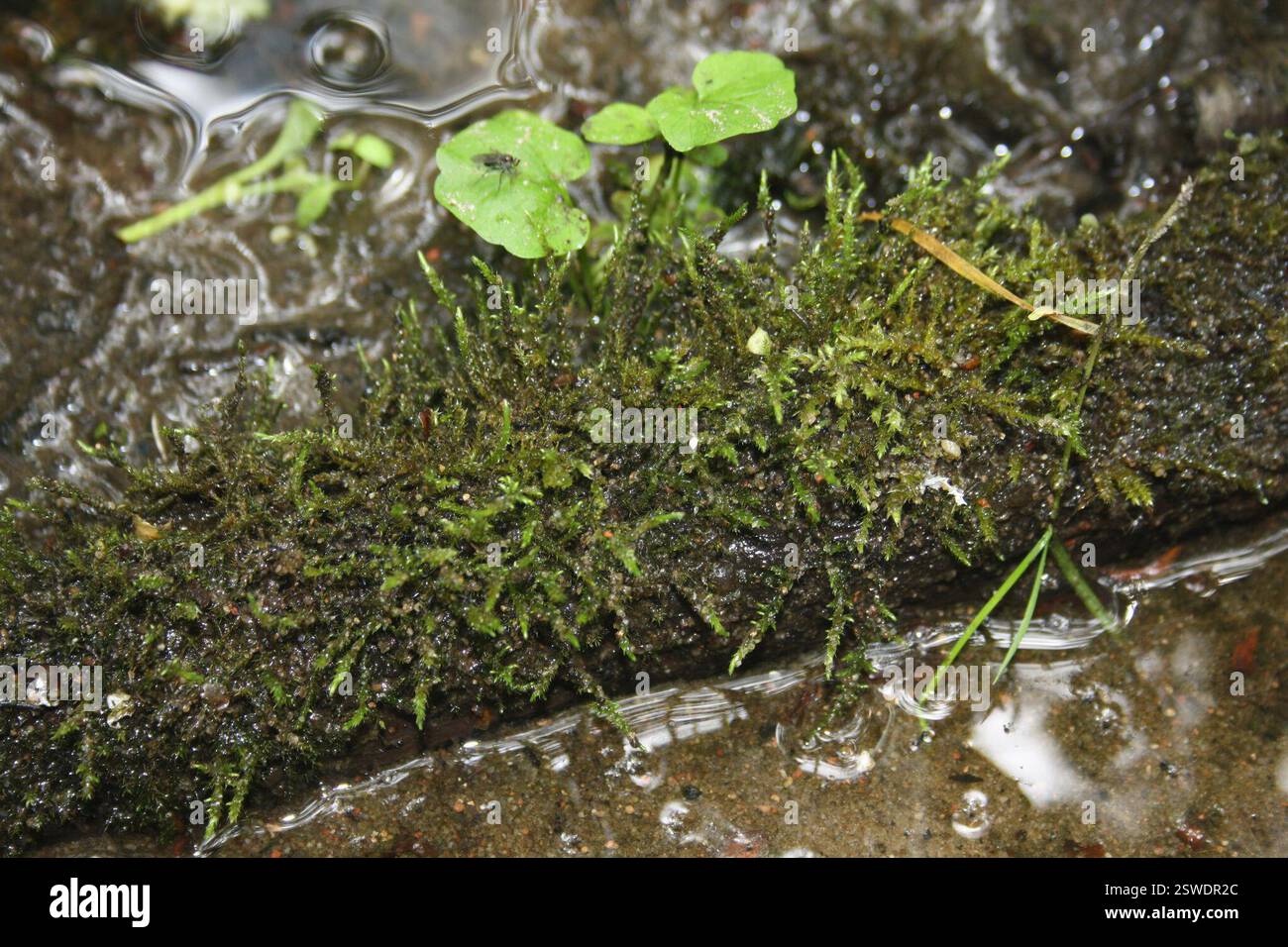 fern-leaved hook-moss (Cratoneuron filicinum), Plantae, Rumia, Polska ...