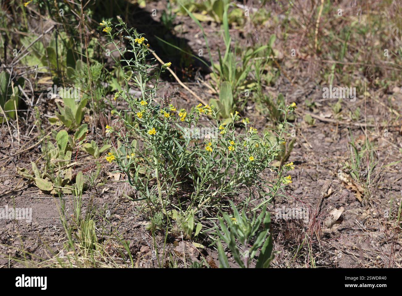manyflowered gromwell (Lithospermum multiflorum), Plantae, Los Alamos ...