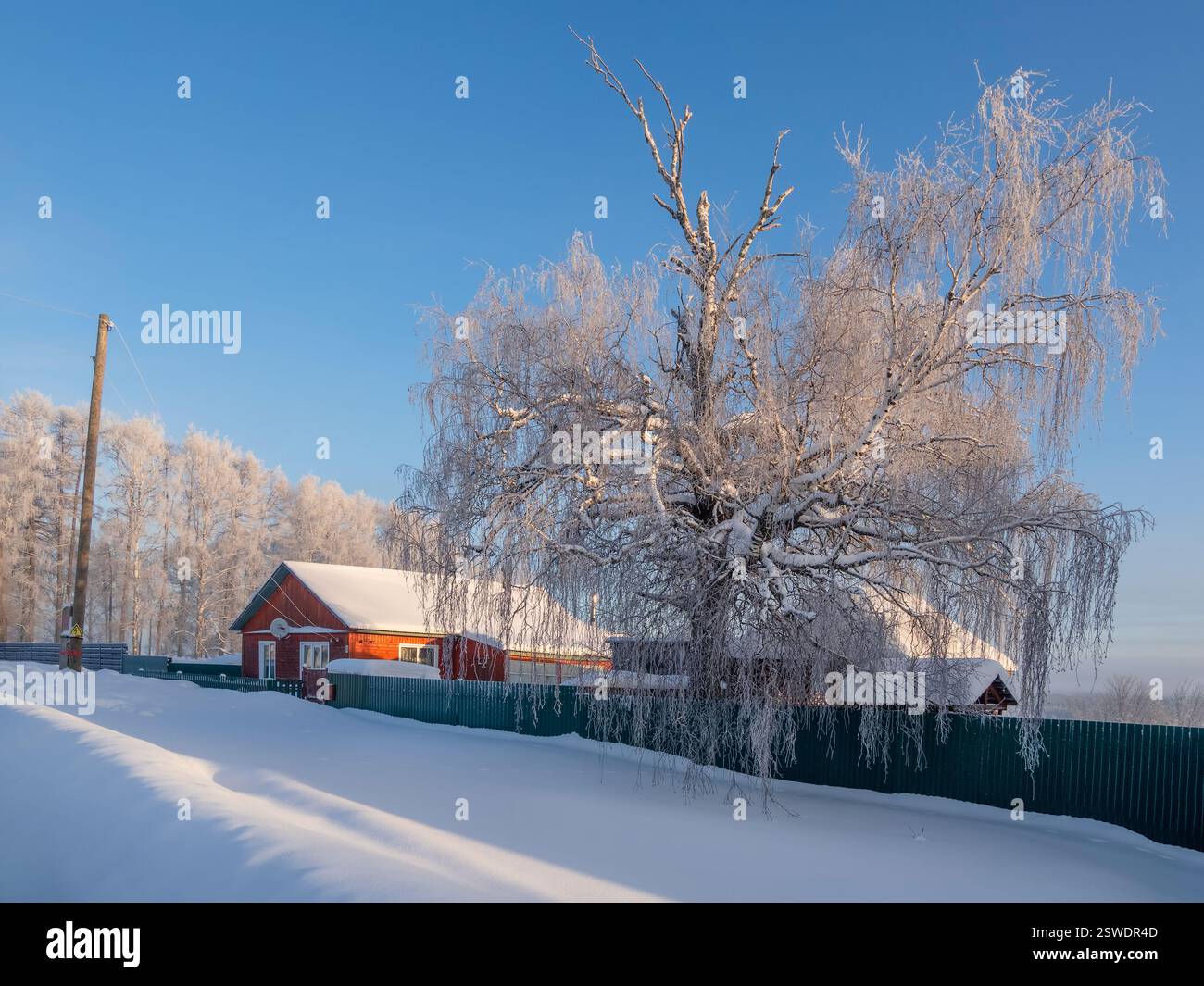 Rustic wooden house under the big tree with snow Stock Photo - Alamy