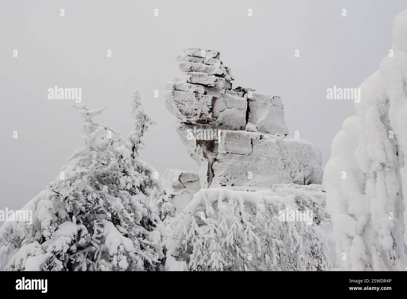 Rock cliff in winter forest is completely covered with hoarfrost ...