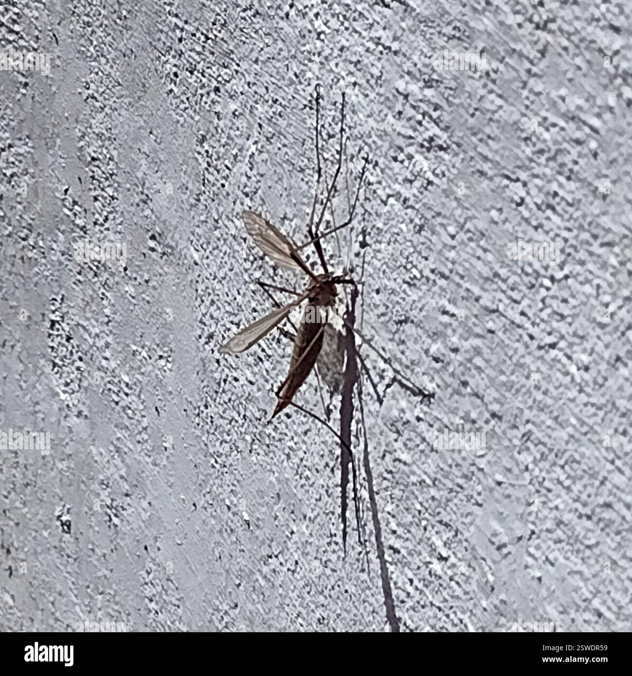 European Crane Fly (Tipula paludosa), Insecta, Ernest Road North ...