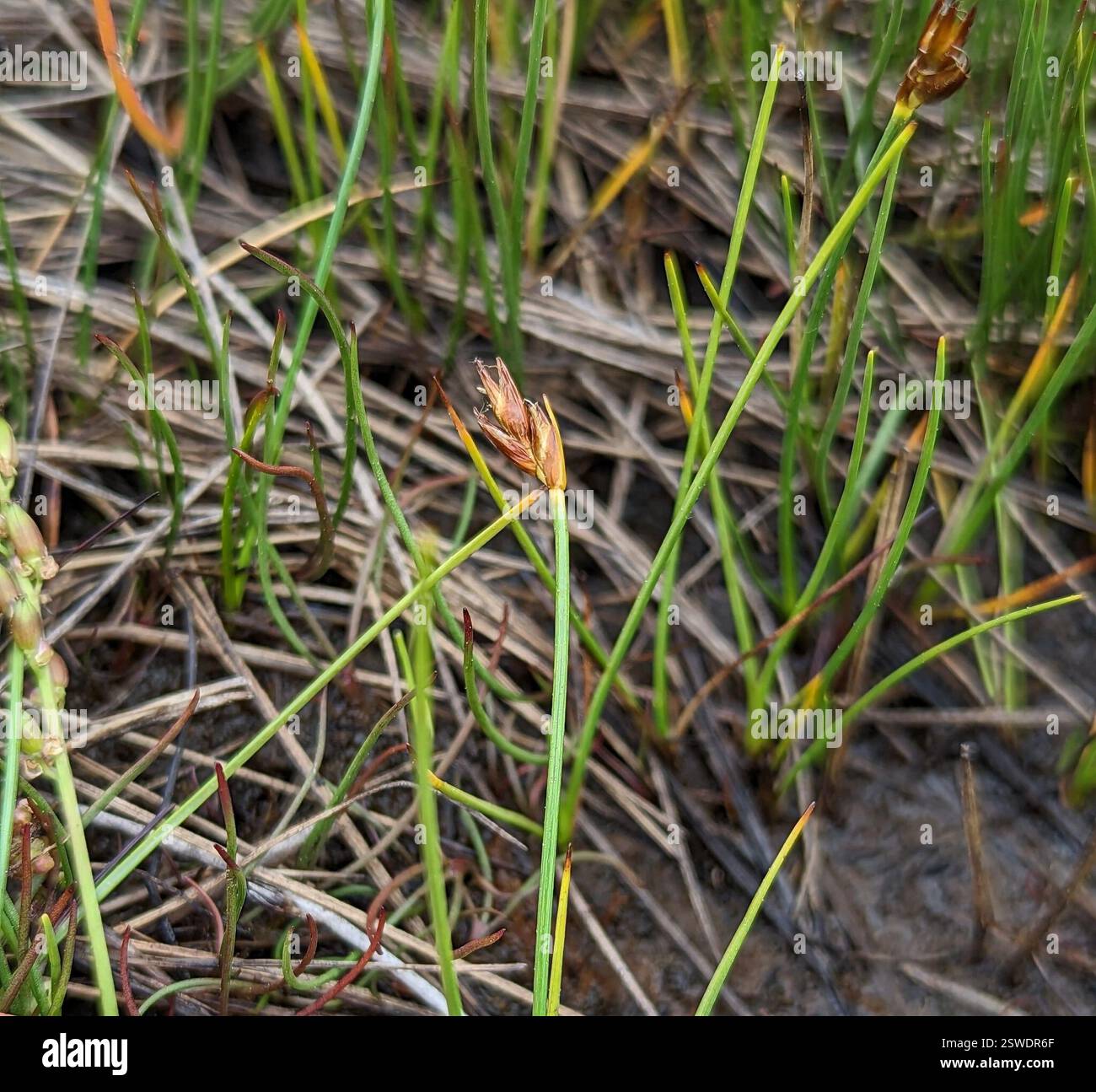 Red Bulrush (Blysmus rufus), Plantae, Westport, NS B0V, Canada Stock ...