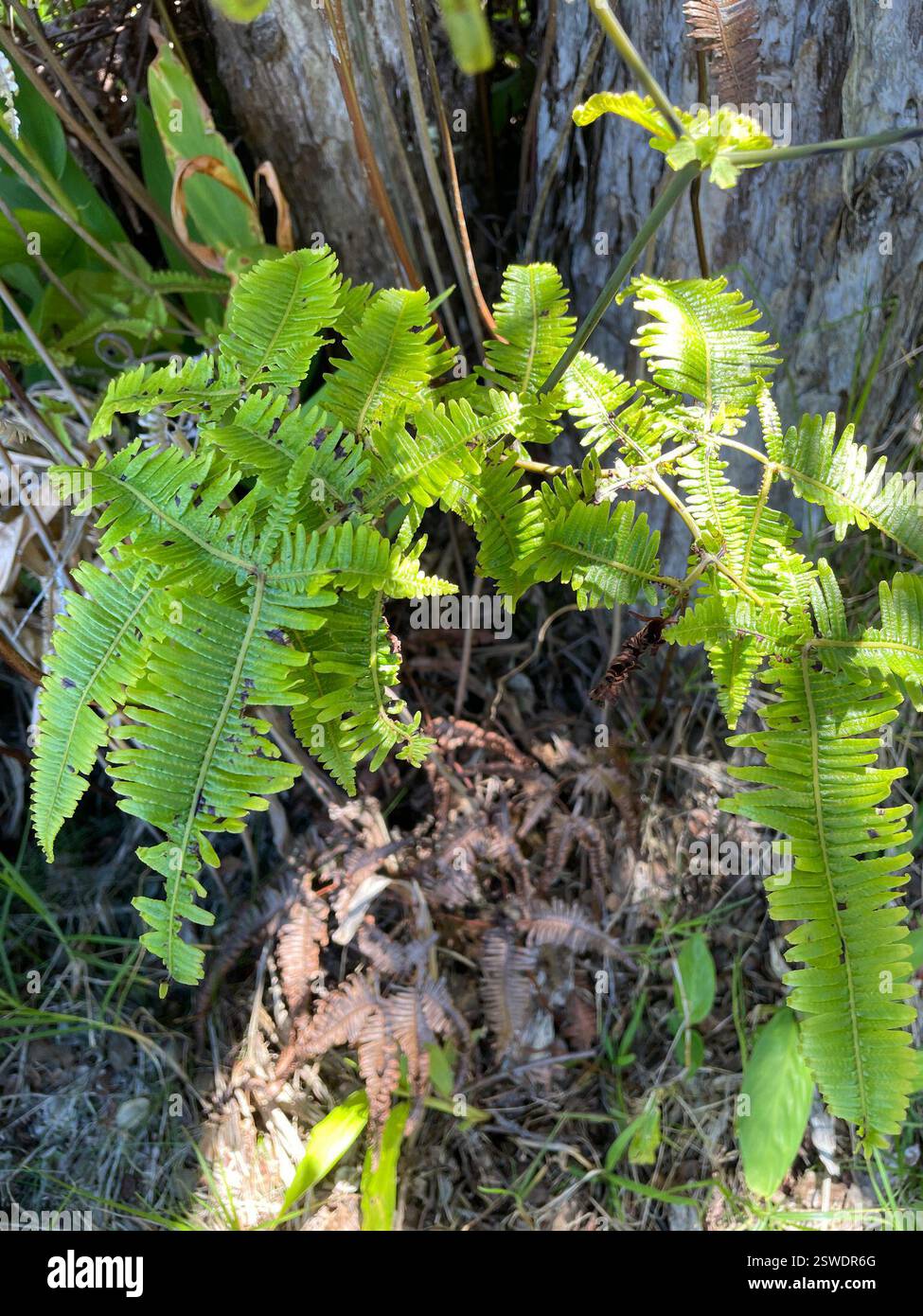 false staghorn fern (Dicranopteris linearis), Plantae, Hawaii County ...