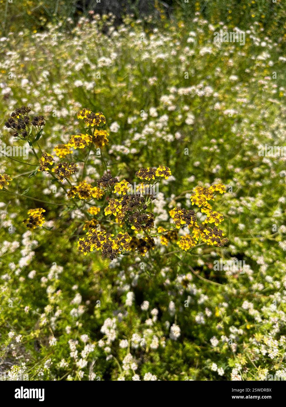 Golden Yarrow (Eriophyllum confertiflorum), Plantae, Linda Flora Dr ...