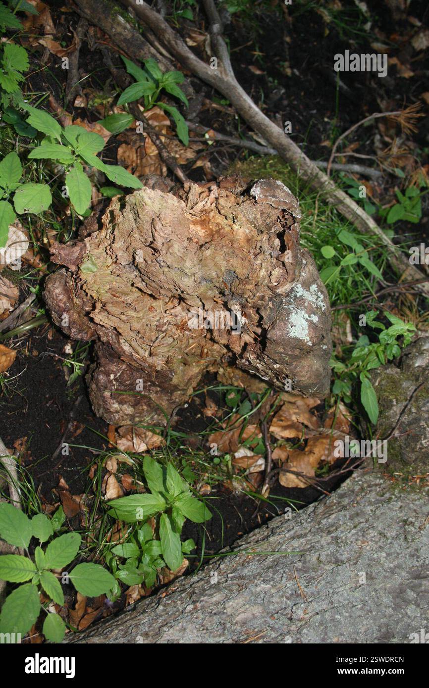 bacterial crown gall (Agrobacterium radiobacter), , Oliwa, Gdańsk ...