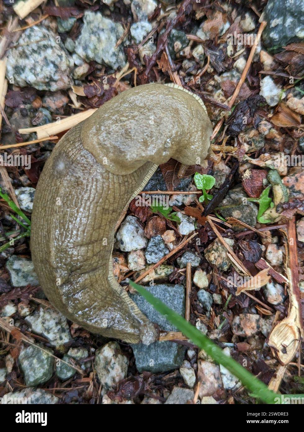 Pacific Banana Slug (Ariolimax columbianus), Mollusca, Vancouver, BC ...
