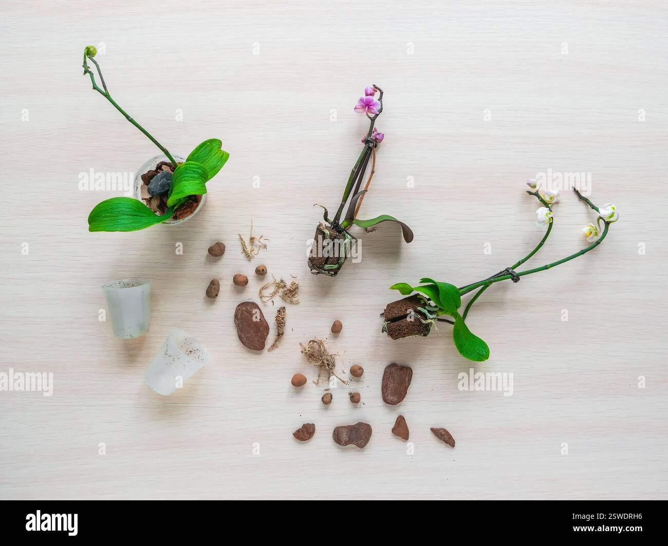 Transplanting damaged mini orchids home gardening hi-res stock ...