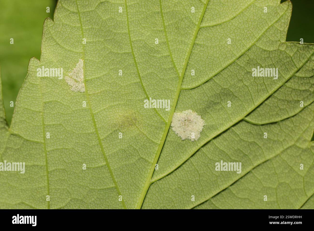 Sycamore Felt Gall Mite (Aceria pseudoplatani), Arachnida, Mill Lane ...