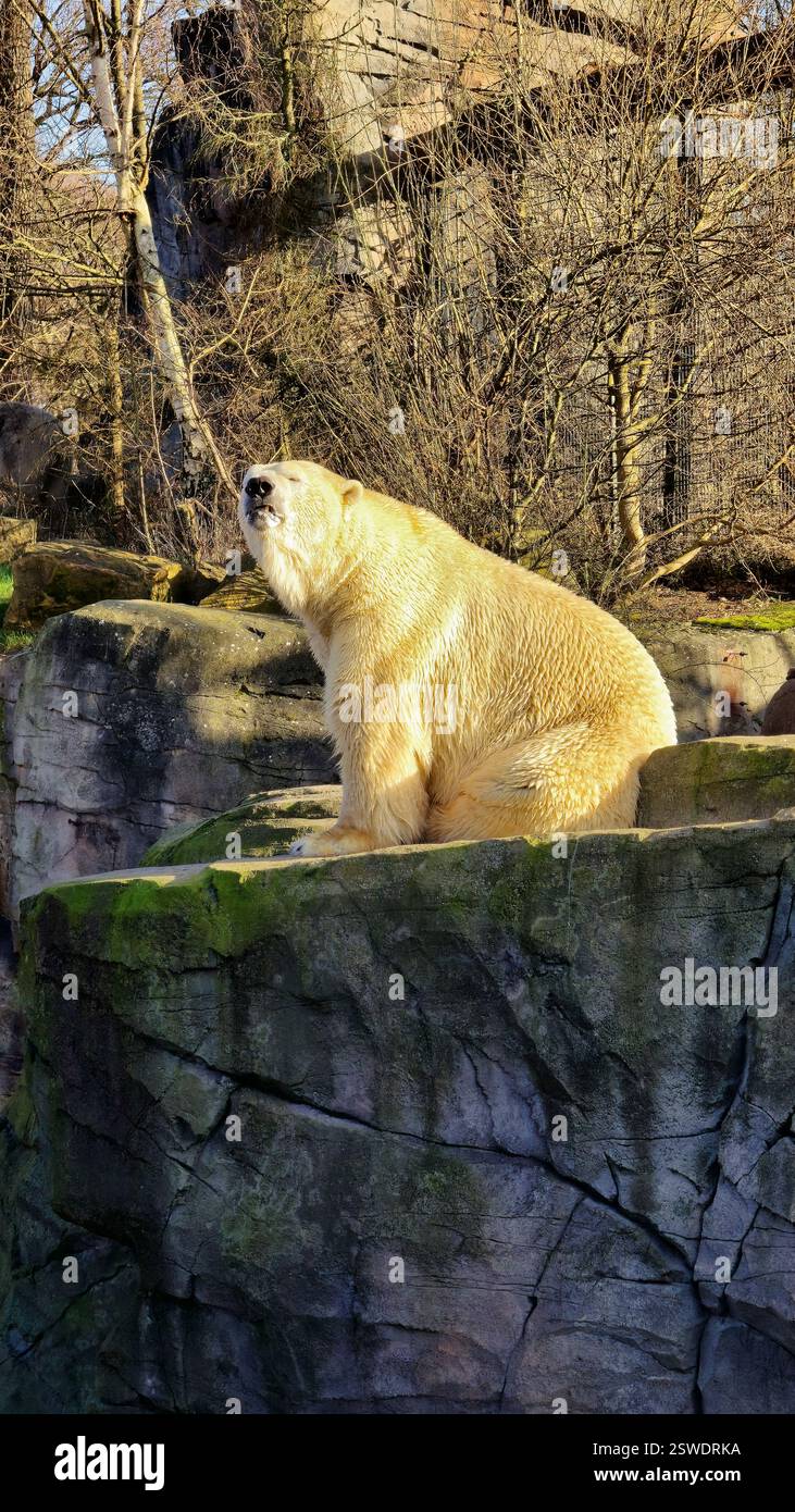 A majestic polar bear enjoys a peaceful moment of solitude on a rugged ...