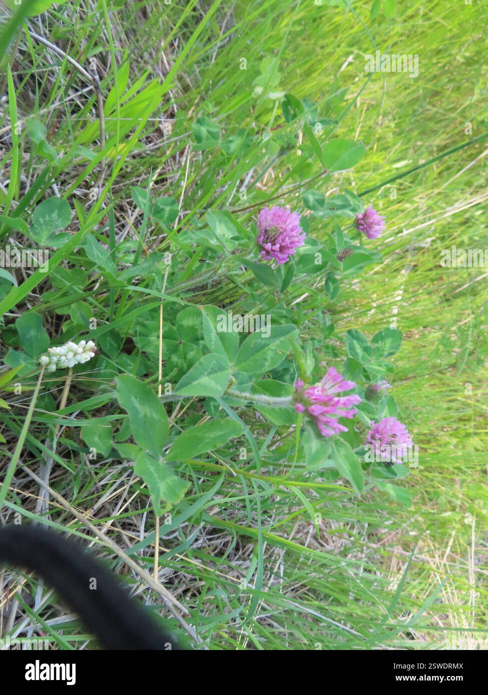 Red Clover (Trifolium pratense), Plantae, Waukesha County, WI, USA ...