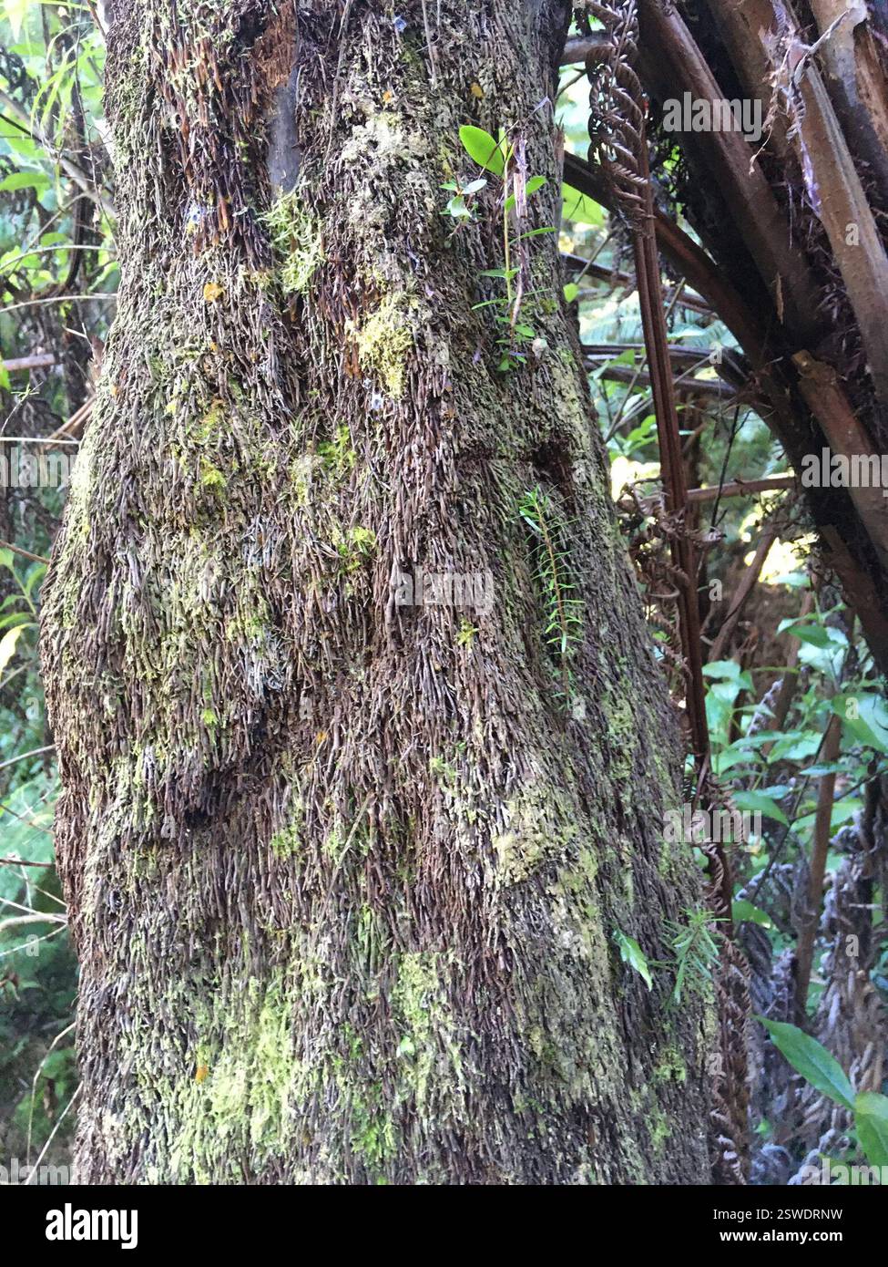 rawirinui (Kunzea robusta), Plantae, Kauri Park neighbourhood ...