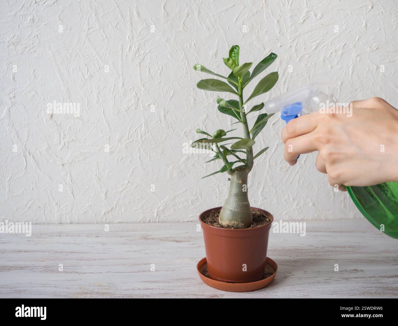 Sprayer and potted plant Adenium on the table. The breeding of indoor ...