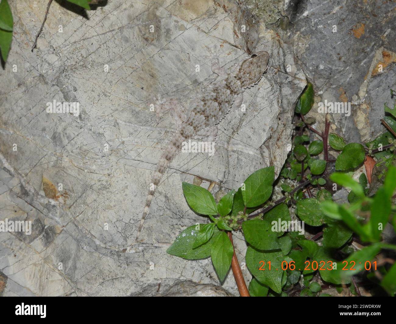 Moorish Gecko (Tarentola mauritanica), Reptilia, 19032 Lerici SP ...