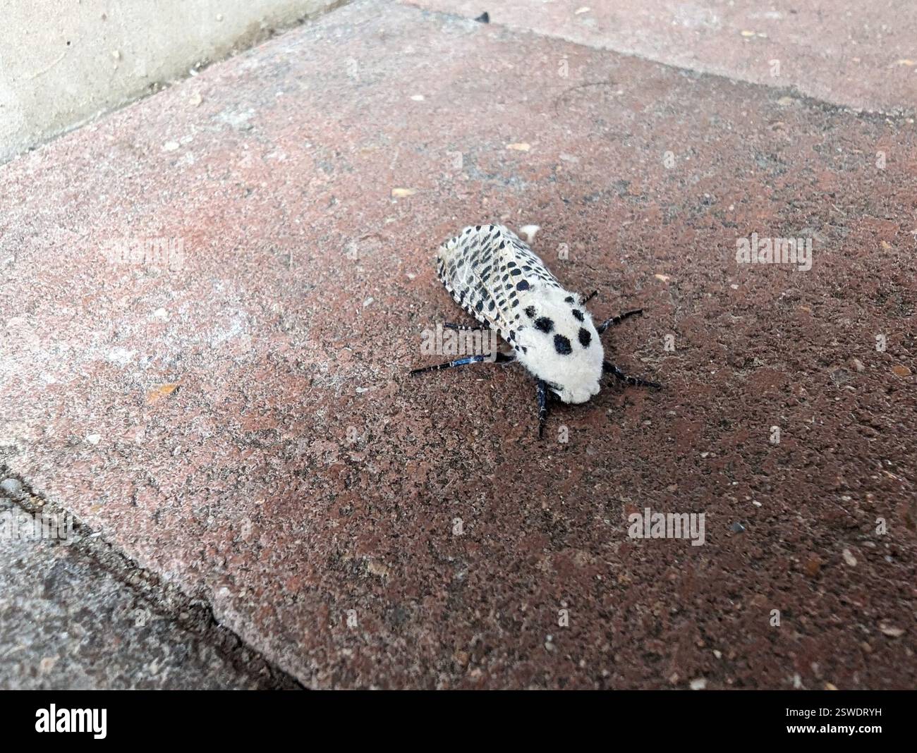Wood Leopard Moth (Zeuzera pyrina), Insecta, Tesco Superstore, Tidworth ...
