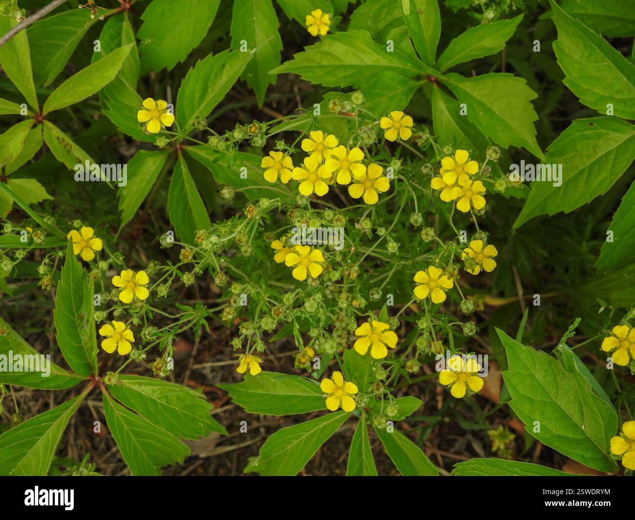 Silvery Cinquefoil (Potentilla argentea), Plantae, Westborough, MA, USA ...