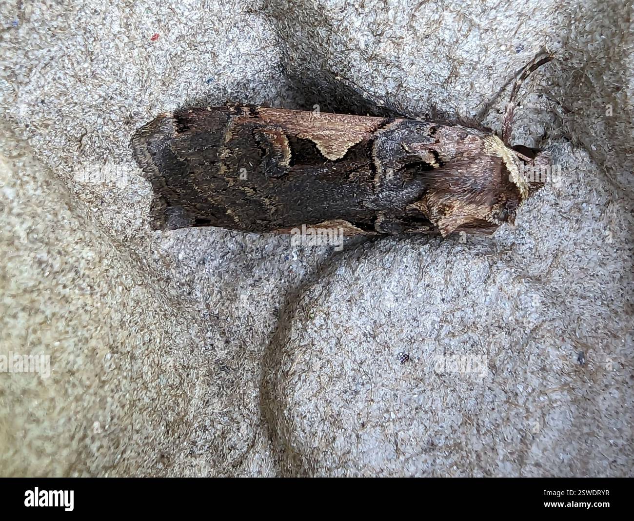 Setaceous Hebrew Character (Xestia c-nigrum), Insecta, Lingwood ...