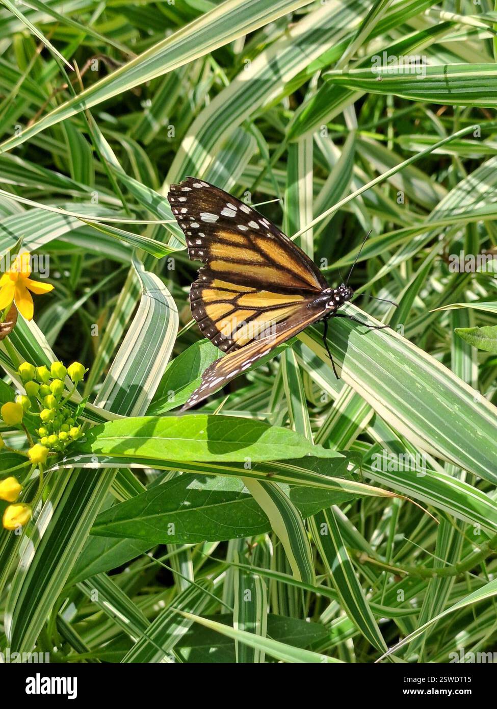 Southern Monarch (Danaus plexippus nigrippus), Insecta, Parque de las Leyendas, San Miguel, Lima ...
