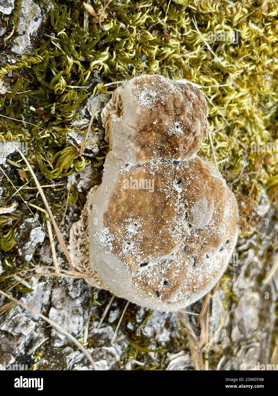 Oak mazegill (Fomitopsis quercina), Fungi, Carmel, CA, US, Fungi that ...