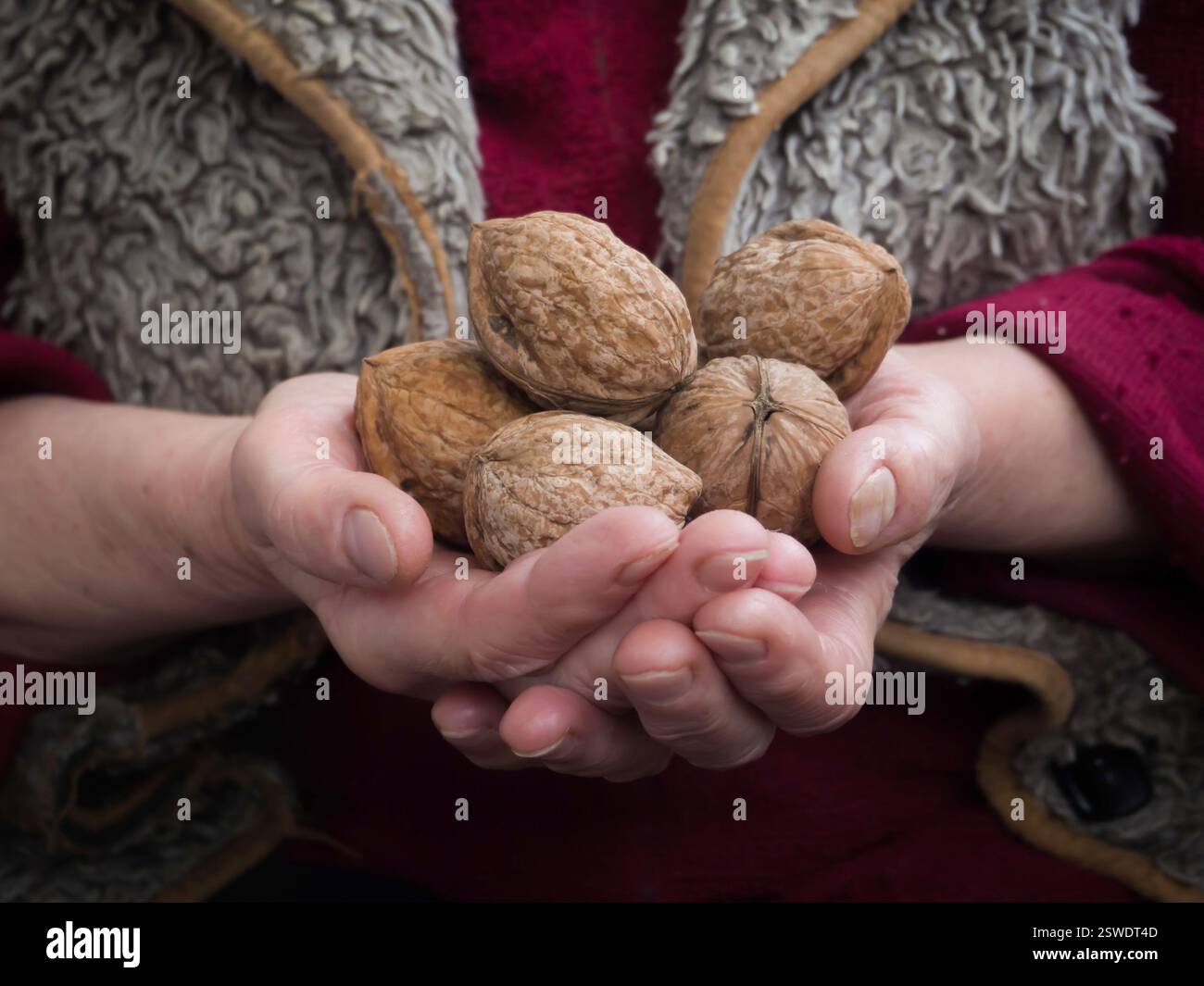 The old man holds walnuts in his hands. Close up Stock Photo - Alamy