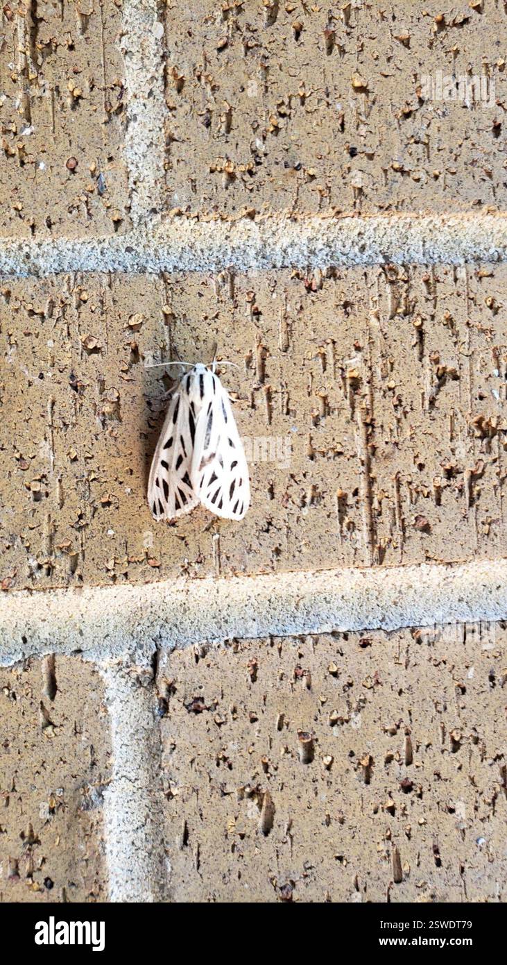 Arge Moth (Apantesis arge), Insecta, Martin Park Nature Center Stock ...