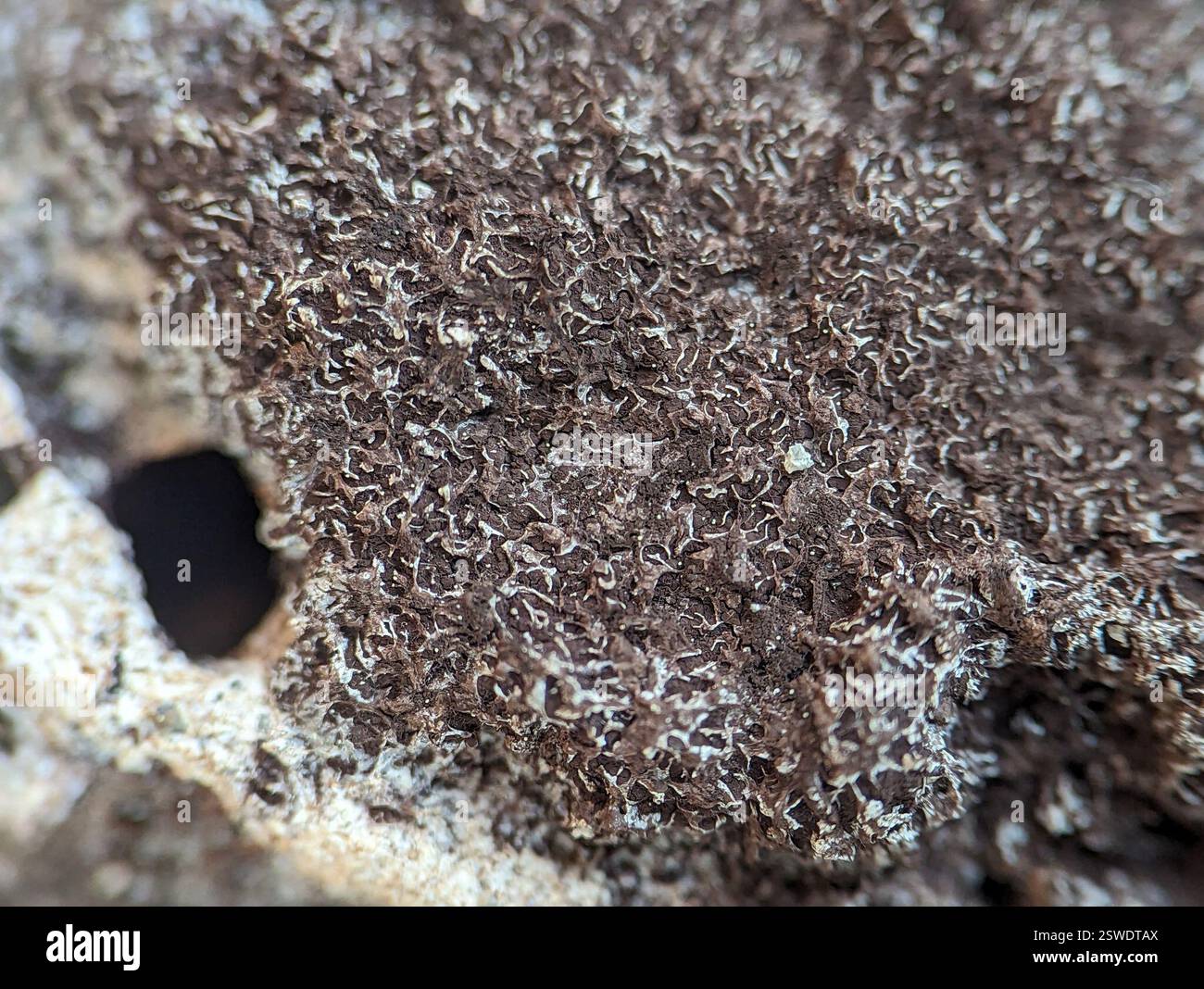 (Physaraceae), Protozoa, Emerson Hall, Ithaca, NY 14850, USA Stock ...